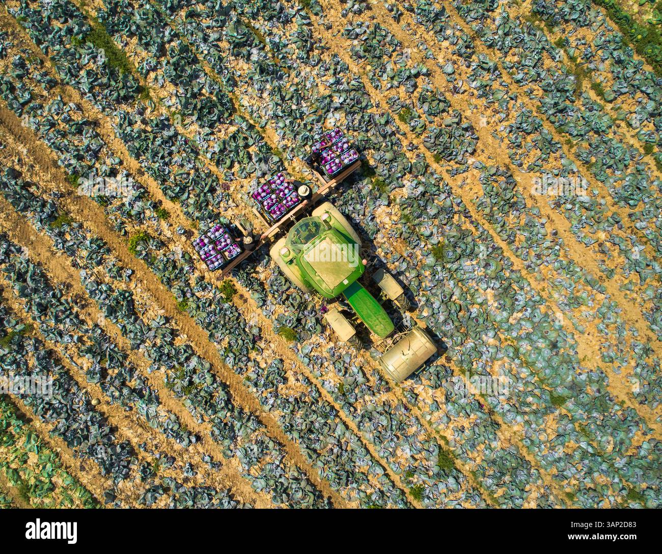 Aerial view of a tractor harvesting blue cabbage in an agricultural ...