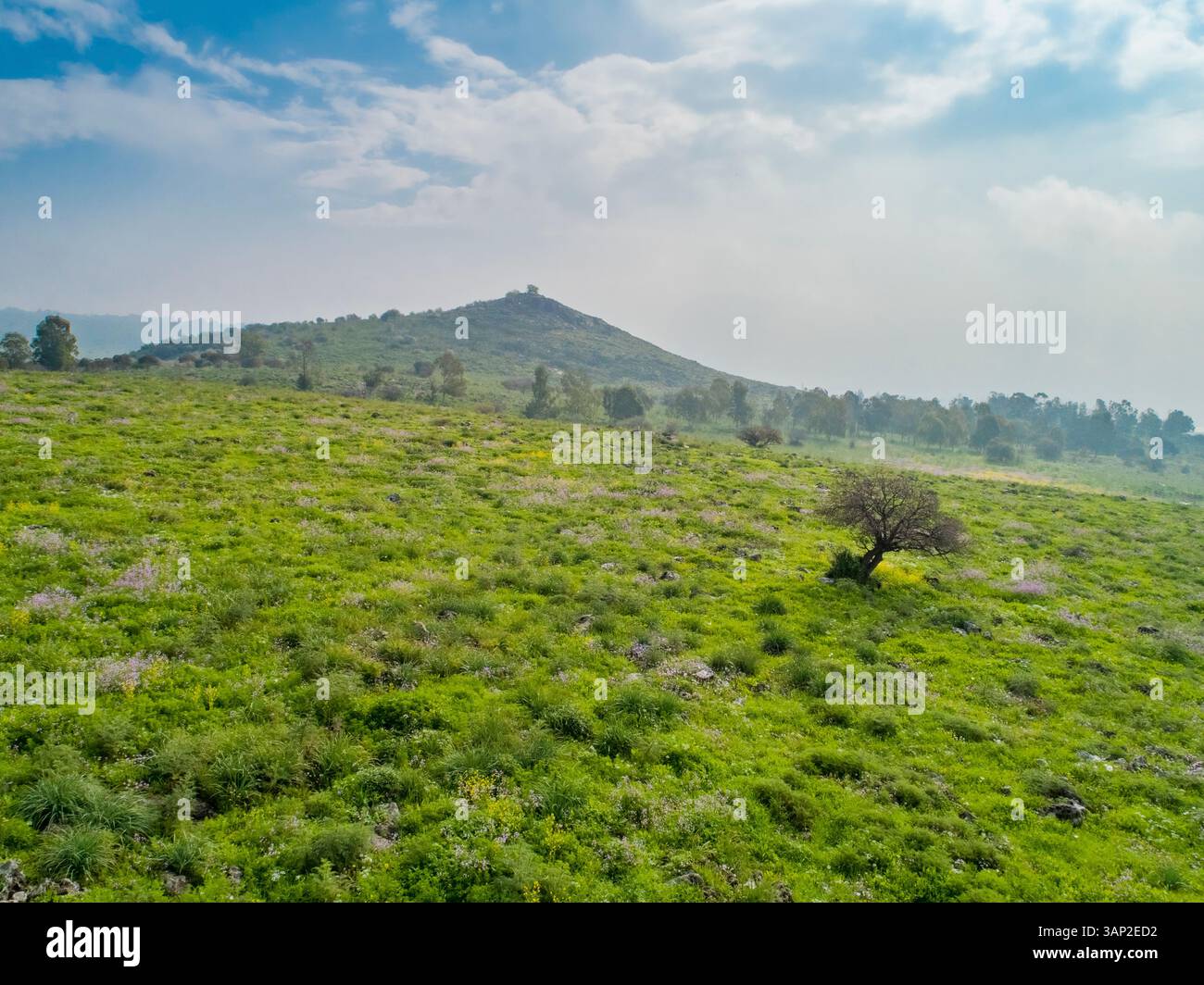 Aerial view of green grass countryside with Mediterranean forests in ...