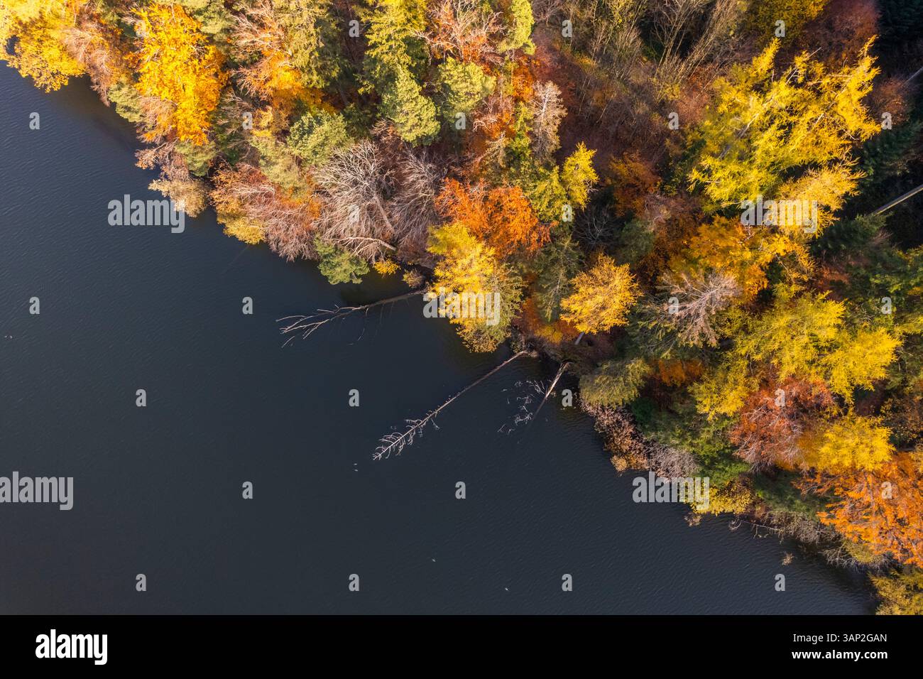 Aerial view of trees in autumn colours along the Lac de Bret lake in ...