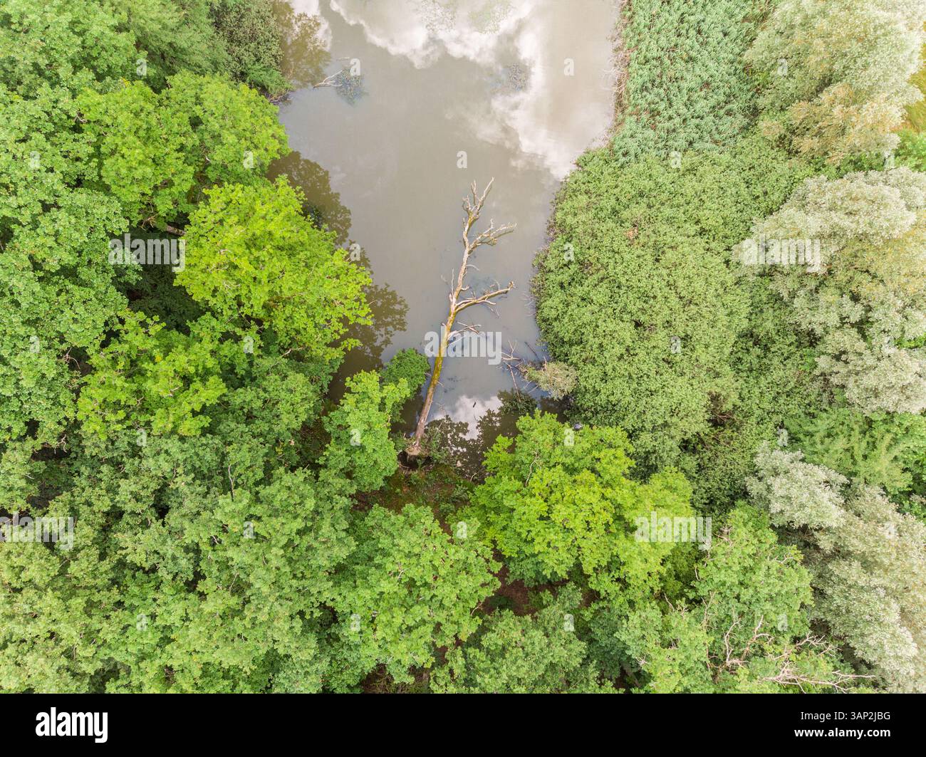 Rainforest aerial logging hi-res stock photography and images - Alamy