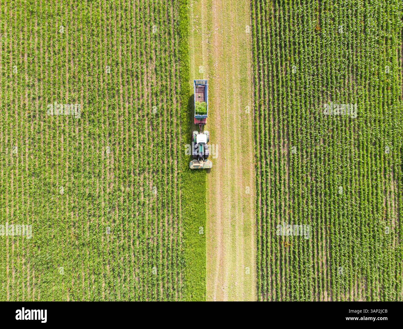Aerial view of tractor harvesting and cutting field for hay Stock Photo ...