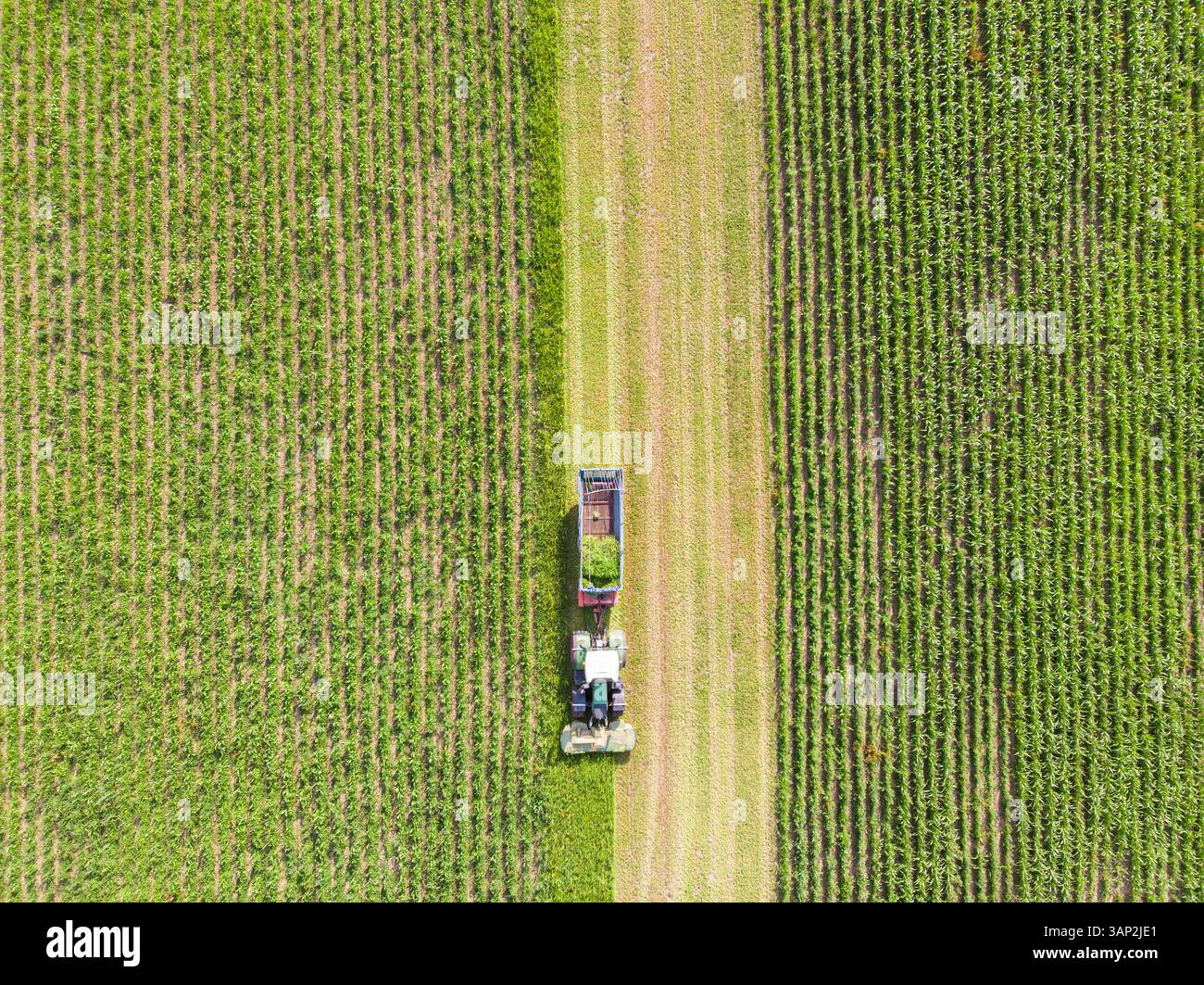 Aerial view of tractor harvesting and cutting field for hay Stock Photo ...