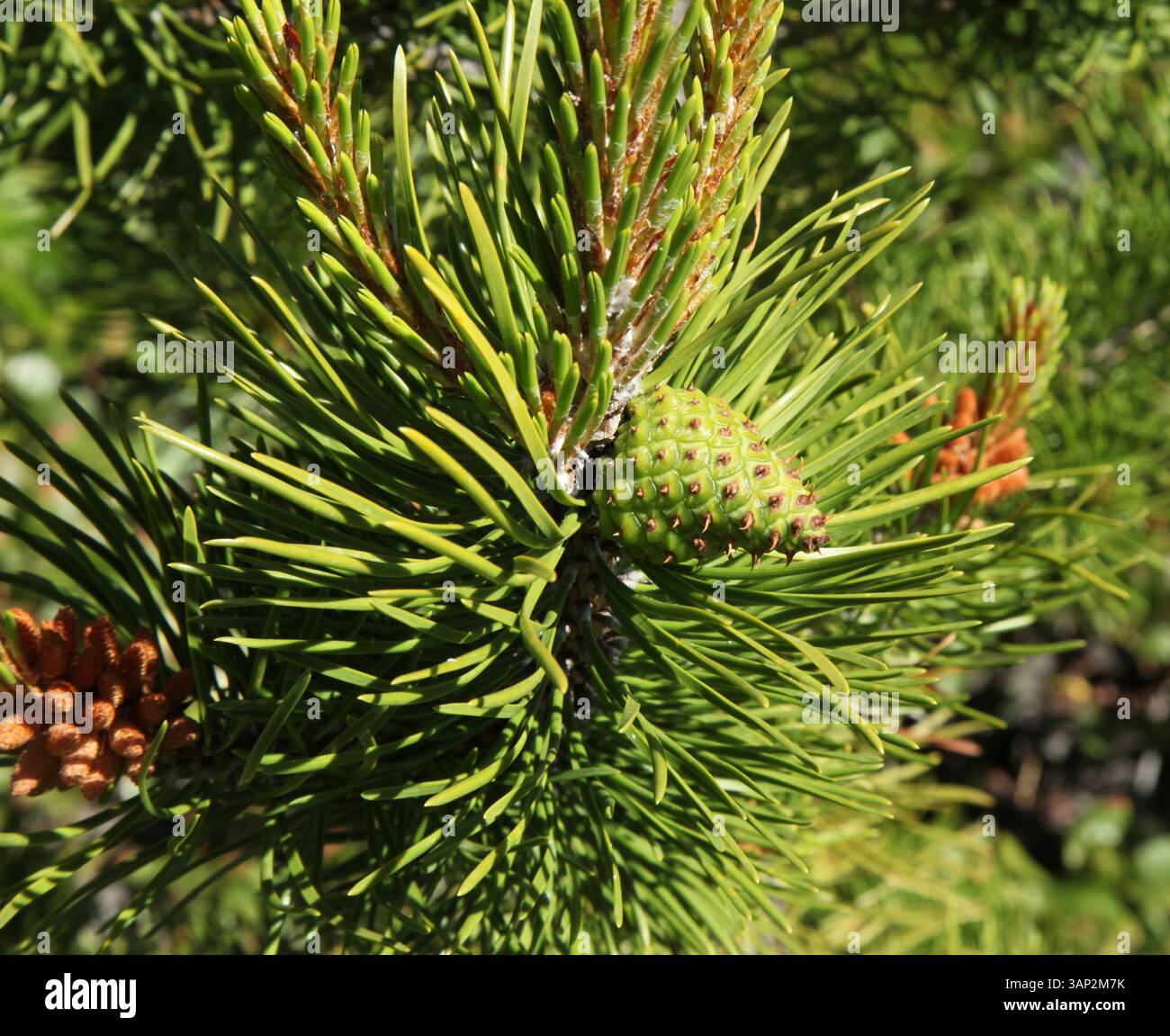 Shore pine pinus contorta contorta hi-res stock photography and images ...
