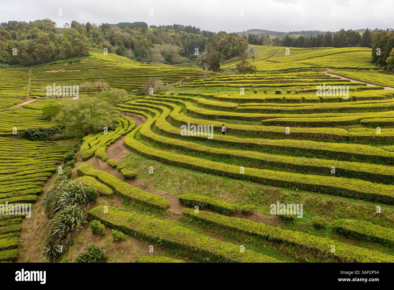 Aerial view of lush tea plantation terraces and forested hills in Maia ...