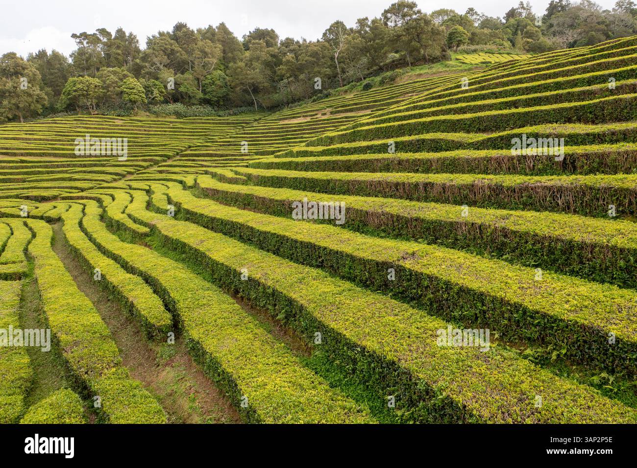 Aerial view of lush tea plantation terraces and trees in Maia, Azores ...
