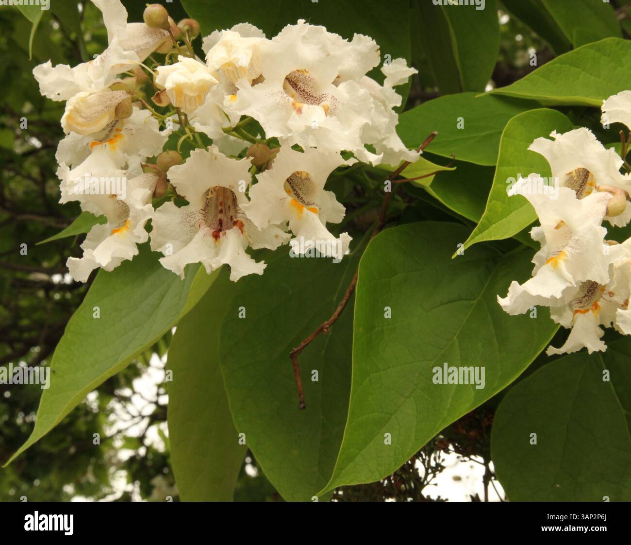 Catalpa Tree (Catalpa) white flowers and green leaves outside in ...