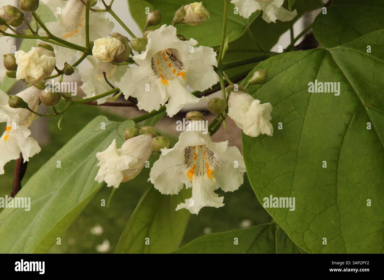 Catalpa Tree (Catalpa) white flowers and green leaves outside in ...