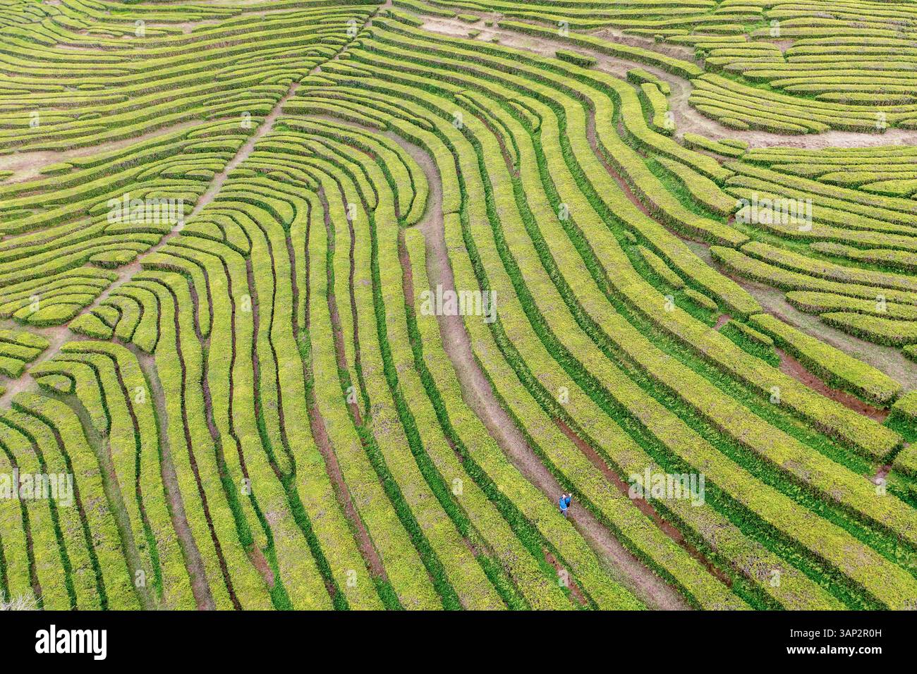 Aerial view of lush tea plantation and terrace fields, Maia, Azores ...
