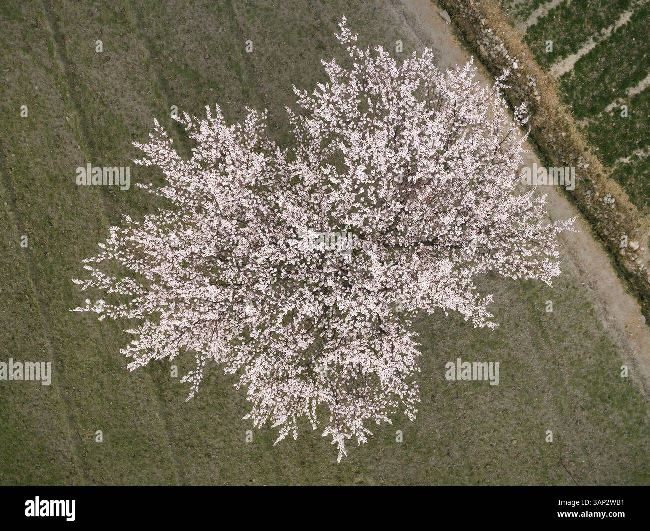 Aerial view of Apricot tree during blossom in Hunza Valley, Gilgit ...
