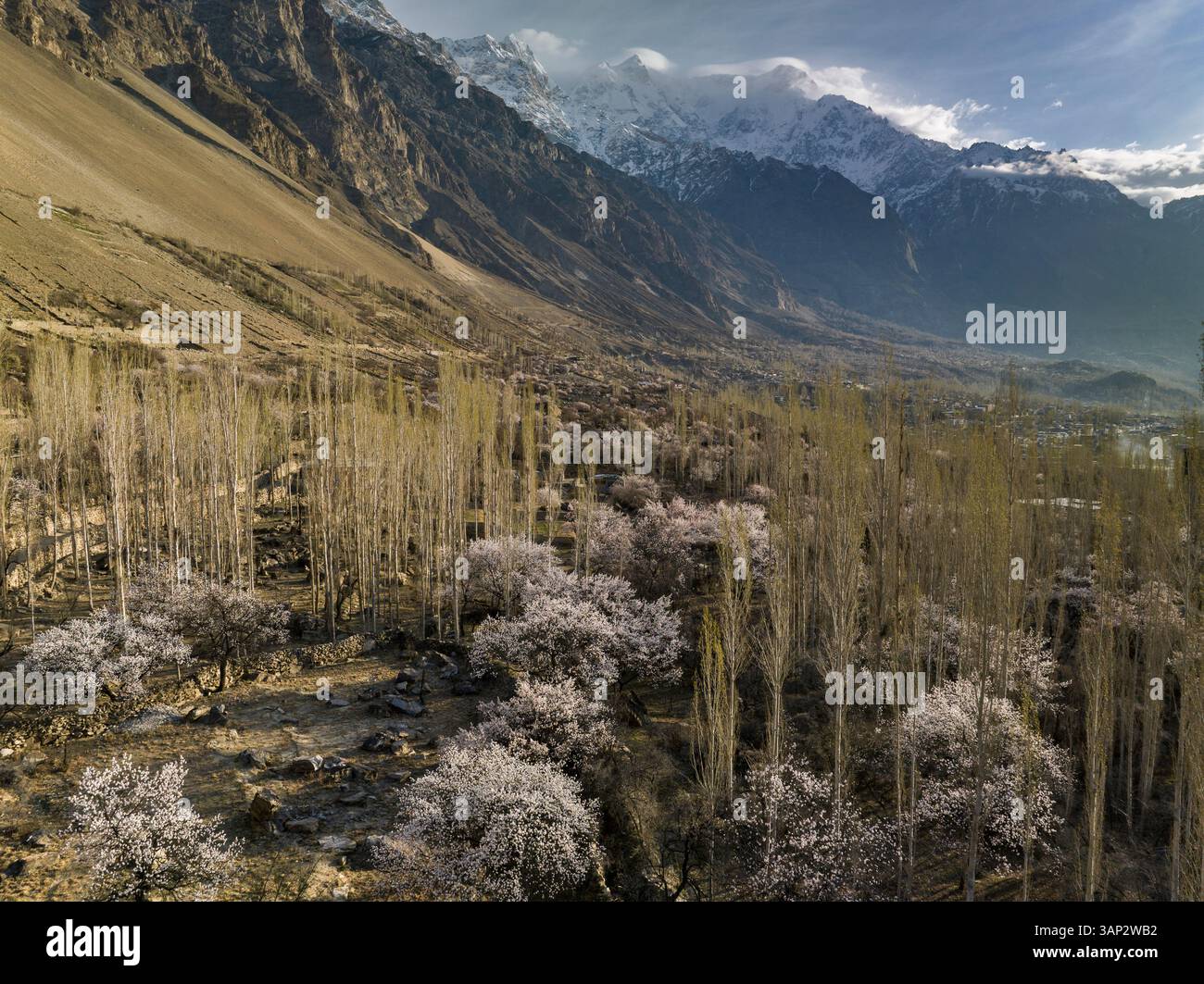 Aerial view of Ultar peak and apricot trees blooming, Aliabad, Hunza ...
