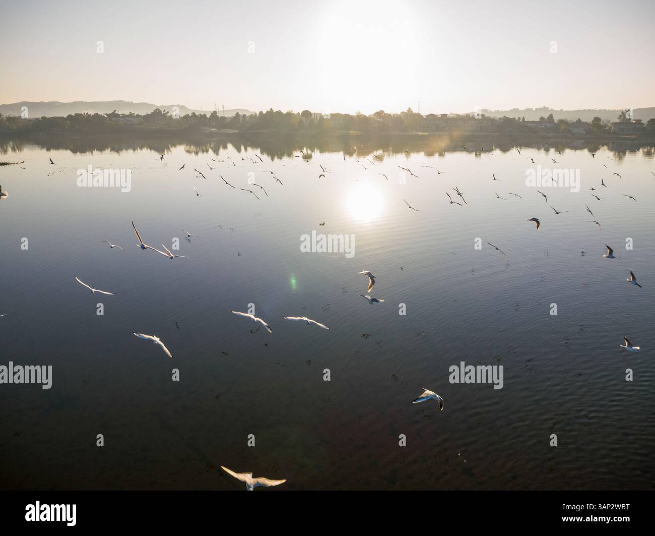 Aerial view of herons flock in Rawal Lake, Islamabad Capital Territory ...