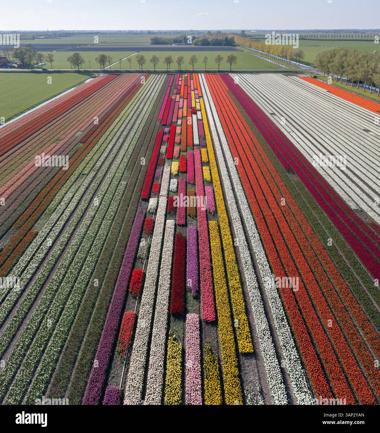 Aerial view of colourful agricultural field in Noordbeemster, North ...