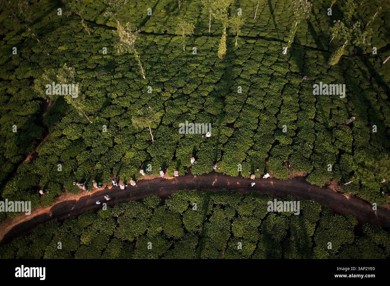 Aerial view of Kalpetta, tea plantations, Kerala, India Stock Photo - Alamy