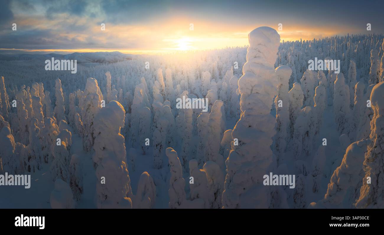 Aerial view of snow covered forest at sunset with trees, Stevens ...
