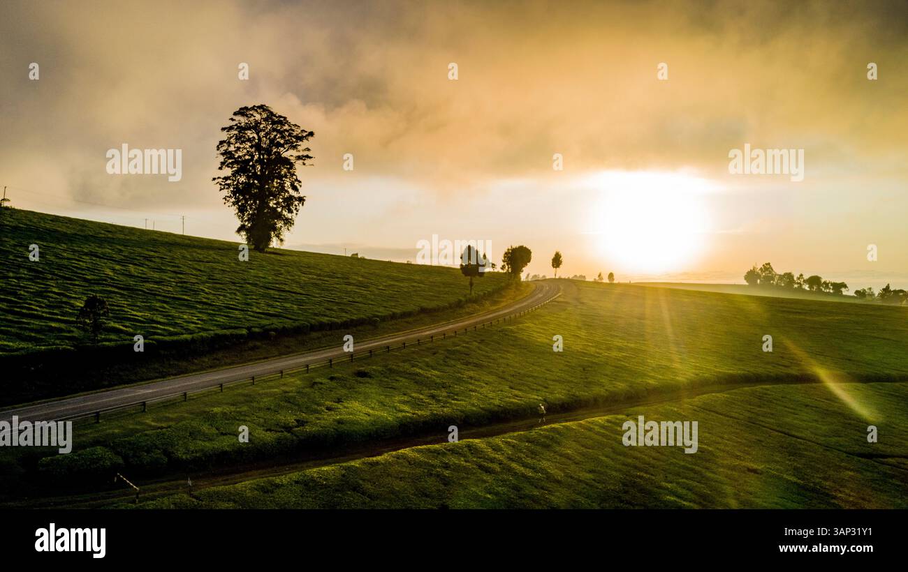 Aerial view of serene sunrise over lush tea plantation with winding ...