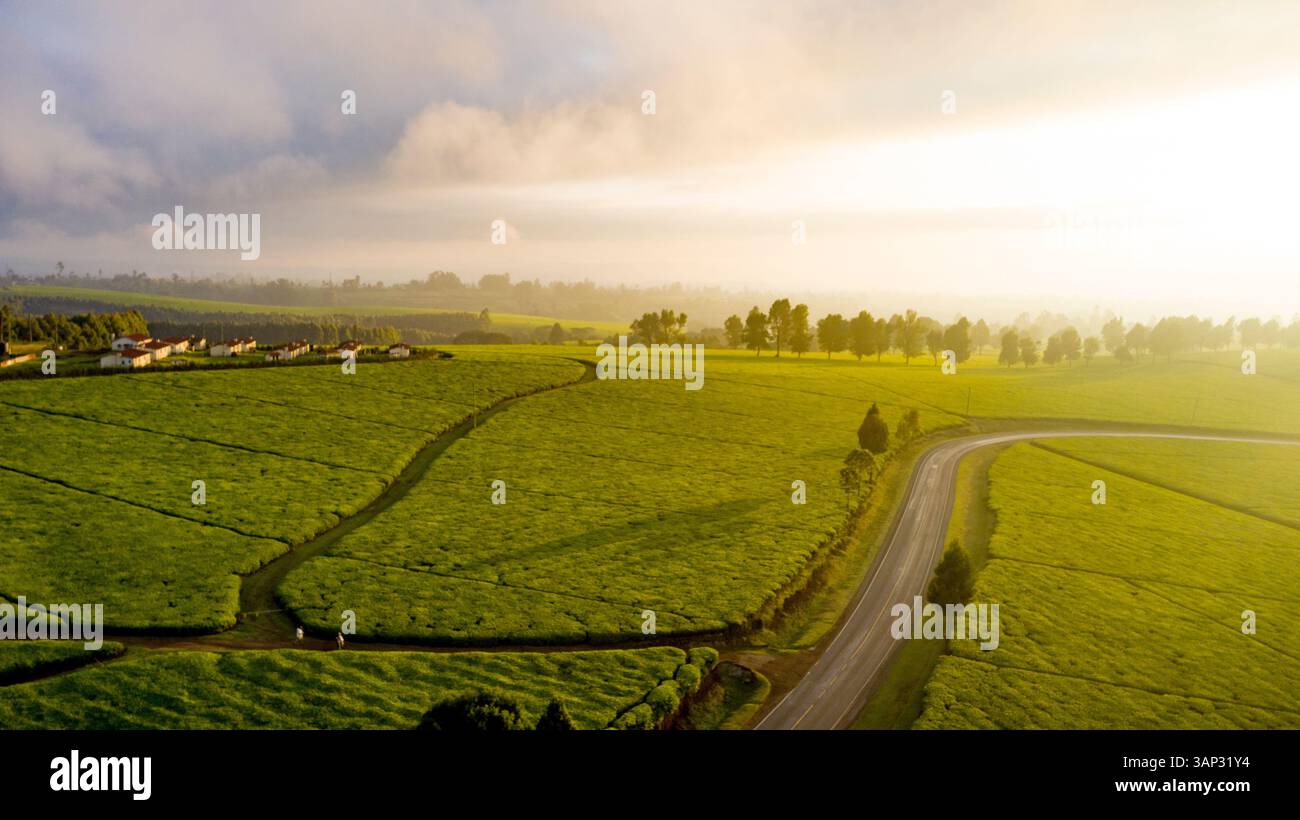Aerial view of sunrise over lush tea plantation with trees and clouds ...