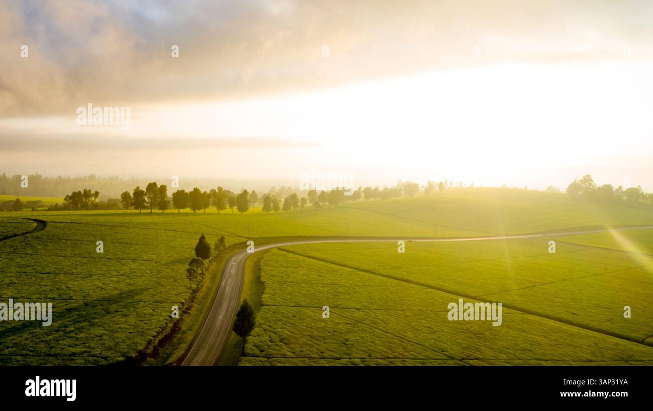 Aerial morning sunshine over plantation hi-res stock photography and ...