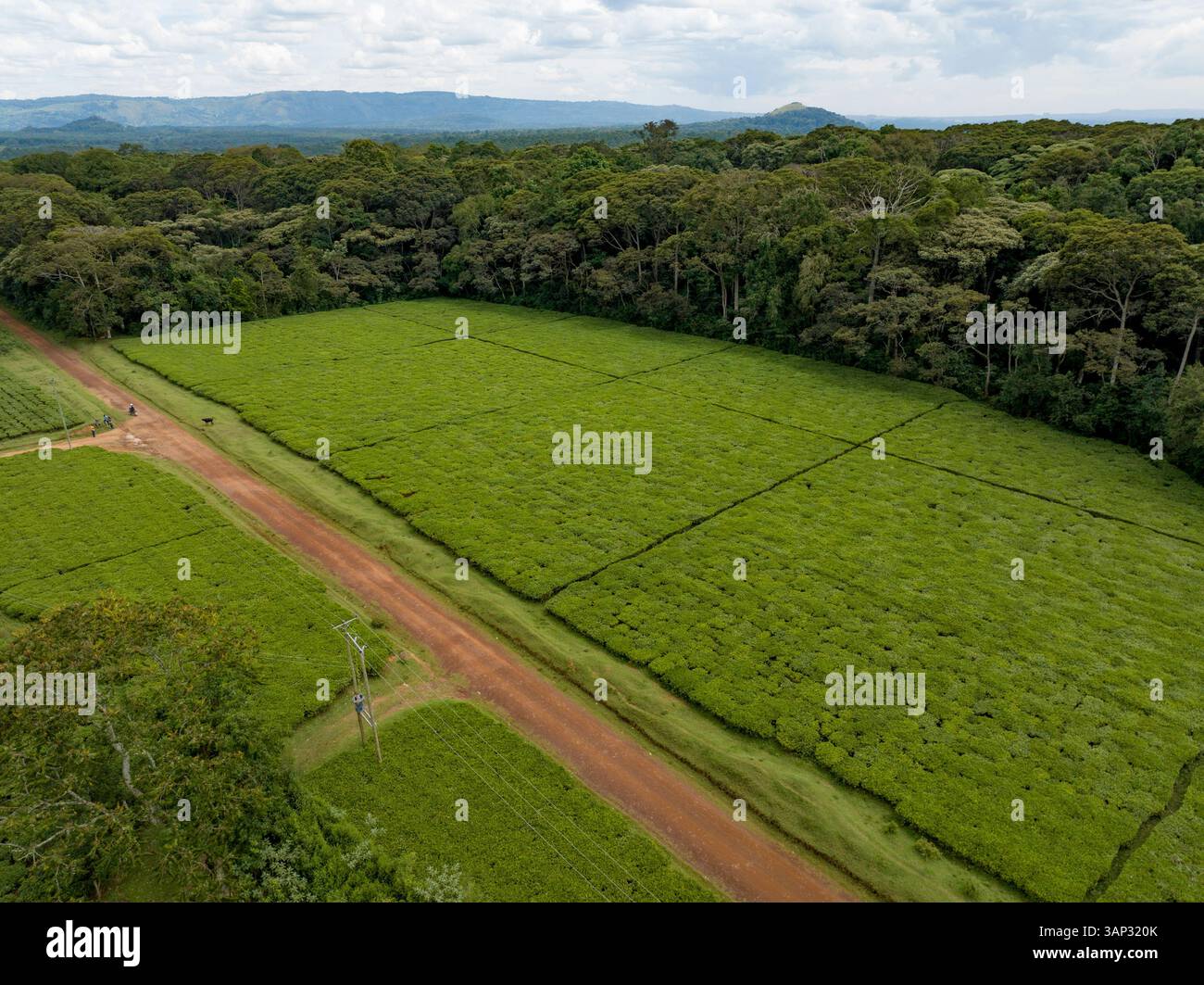 Aerial view of lush green fields and serene forests with a winding road ...