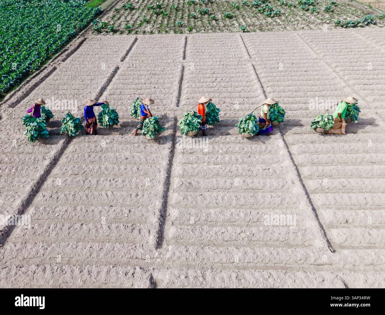 Bogura, Bangladesh - 14 December 2024: Aerial view of a vibrant green ...