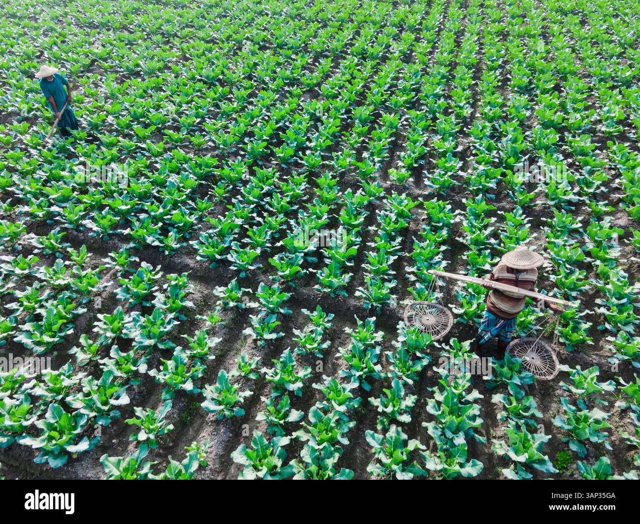 Bogura, Bangladesh - 14 December 2024: Aerial view of vibrant green ...