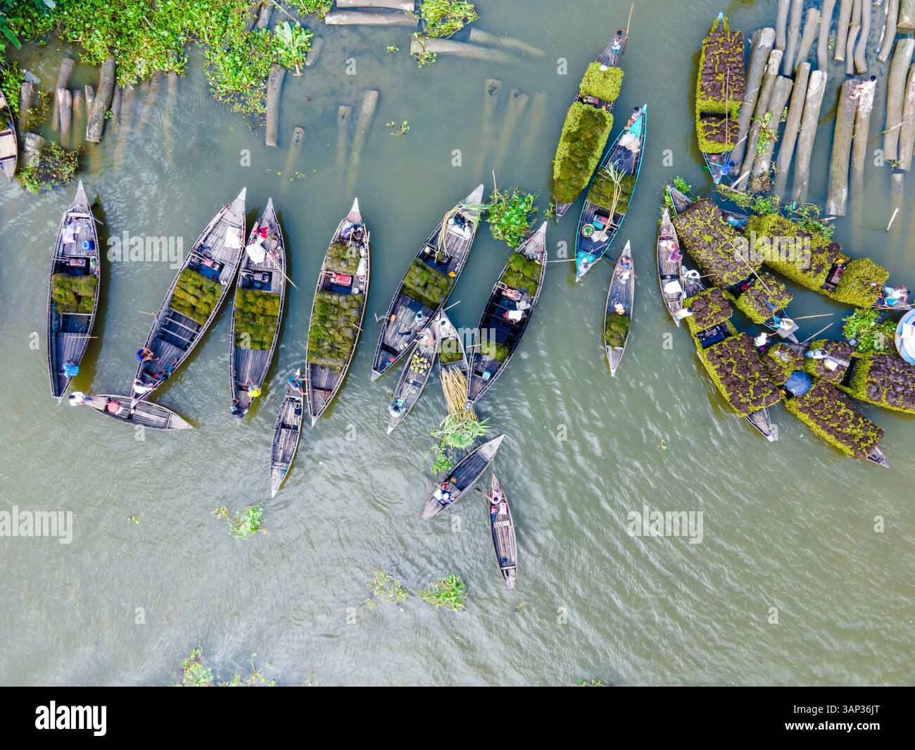 Belua hi-res stock photography and images - Alamy