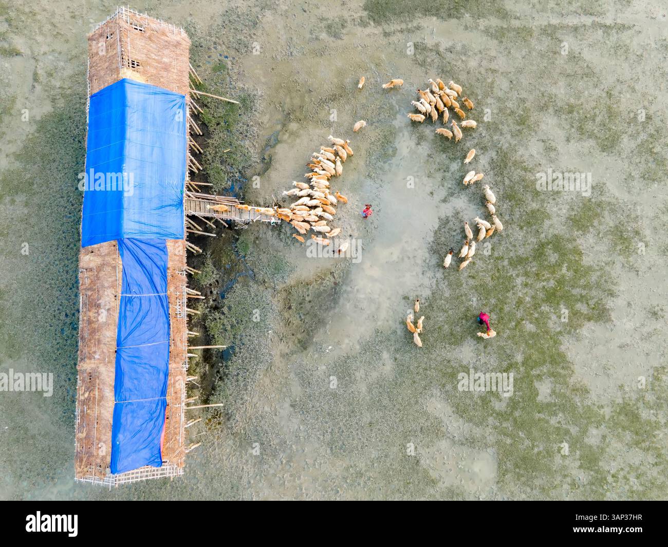 Aerial view of sheep farming in a green pastoral landscape with barns ...