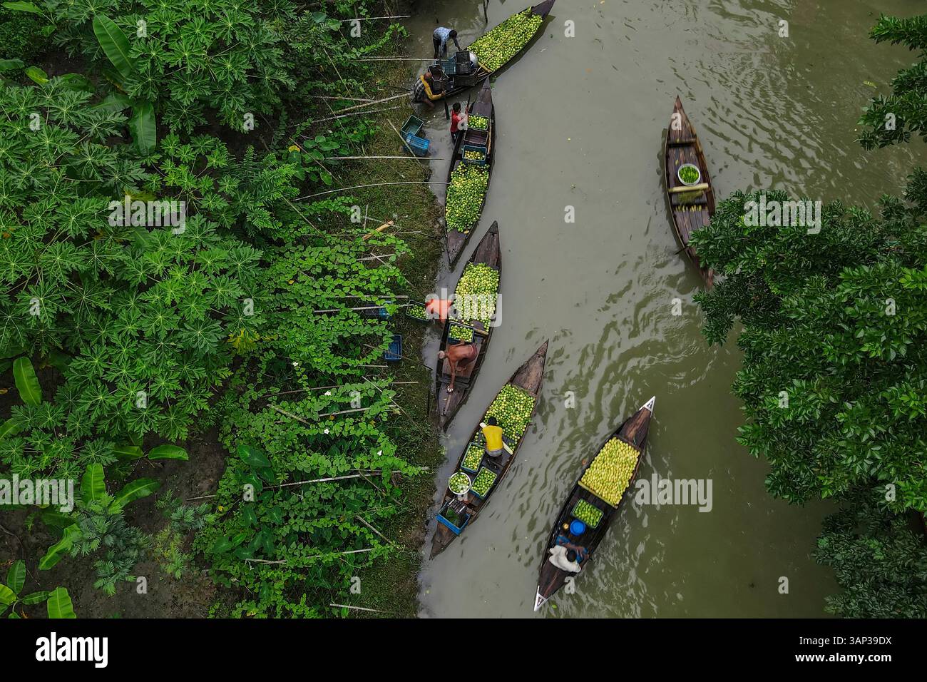 Aerial view of floating guava market with vibrant boats and lush ...
