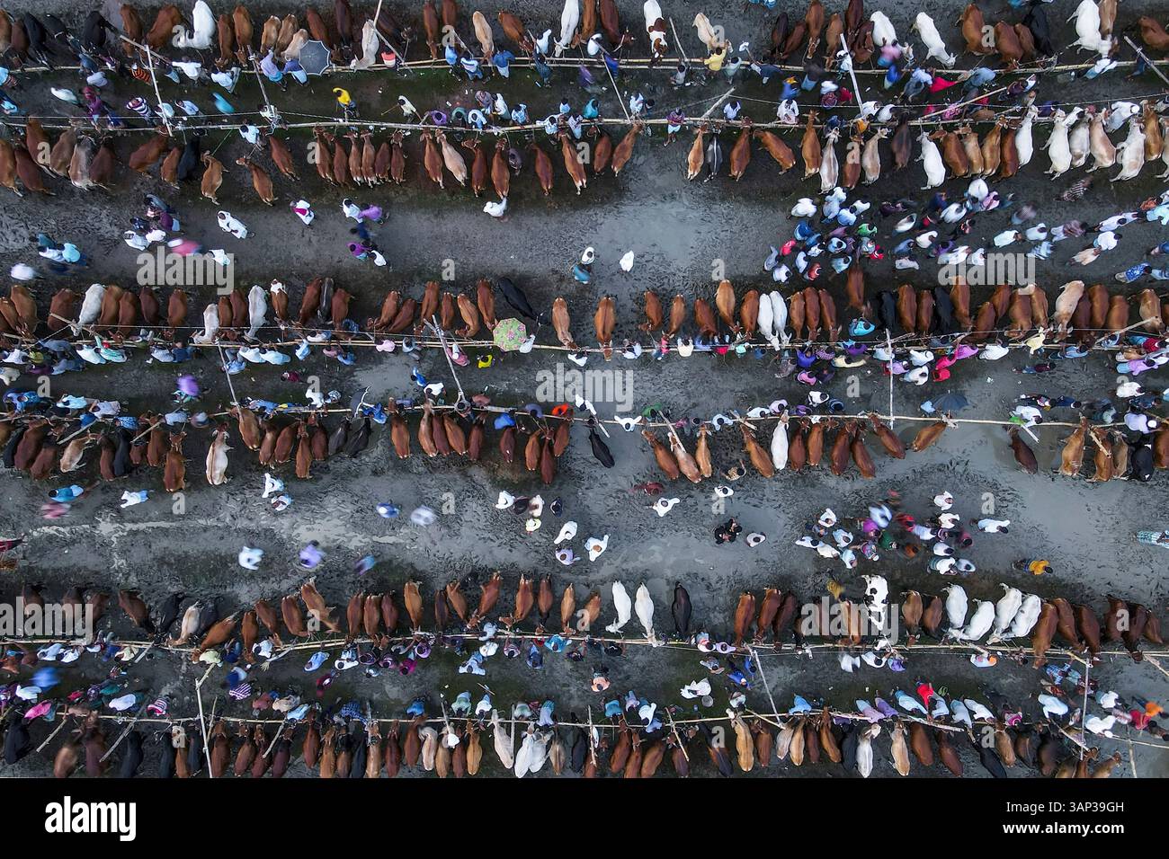 Aerial view of a bustling cattle market with cows and people engaged in ...