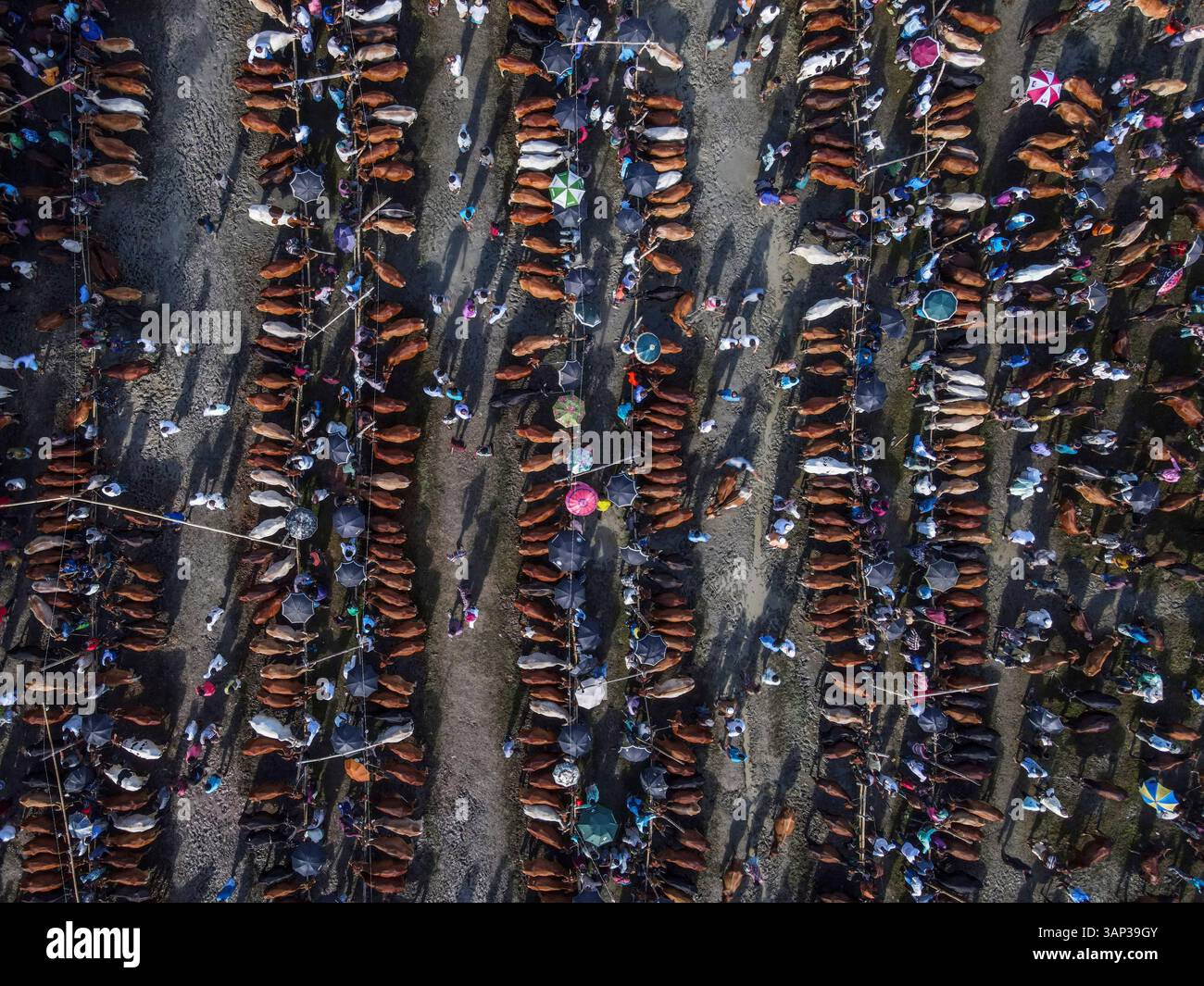Aerial view of a busy cattle market with herds of cows and people ...