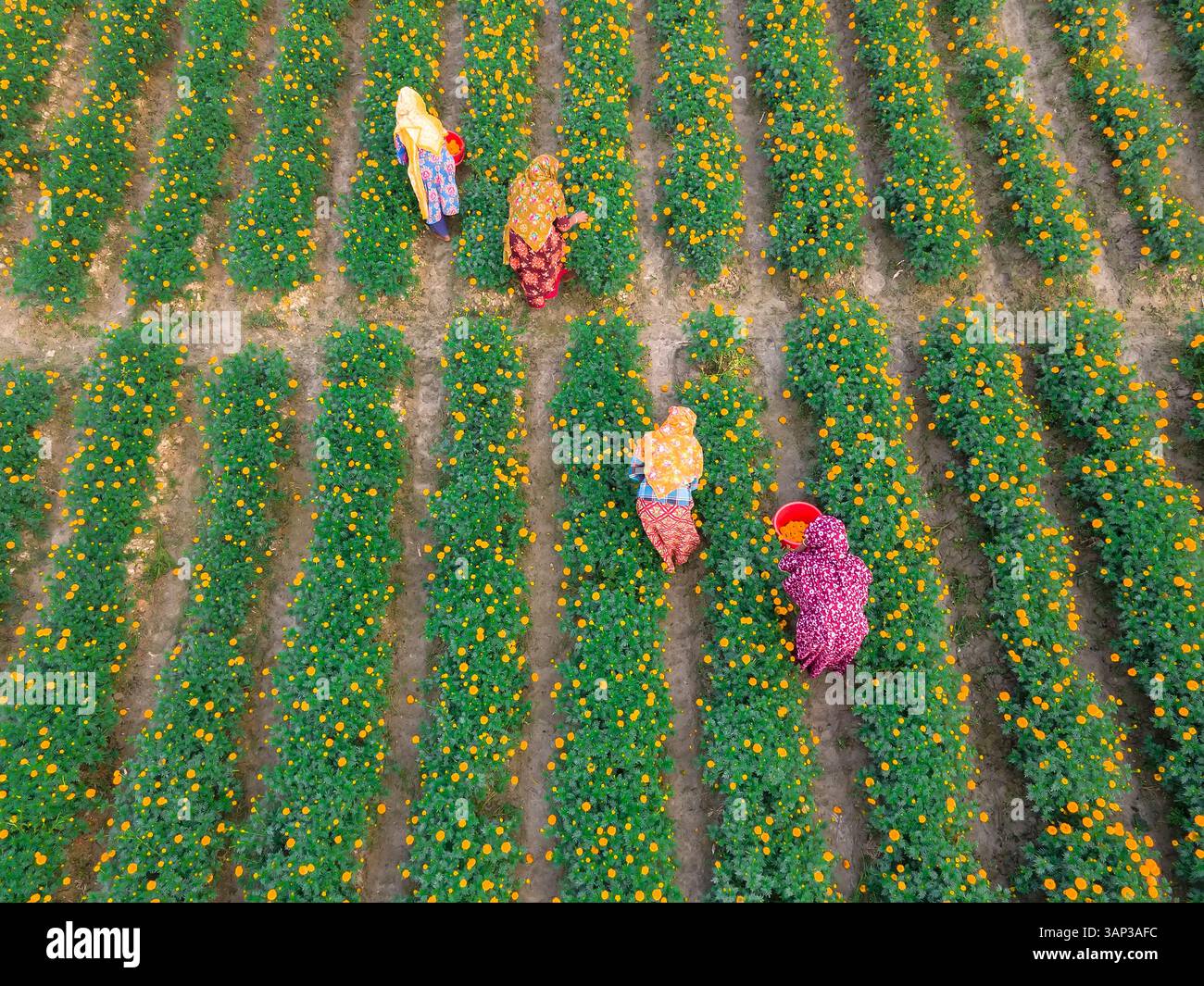 Aerial view of vibrant marigold flower garden with people picking ...