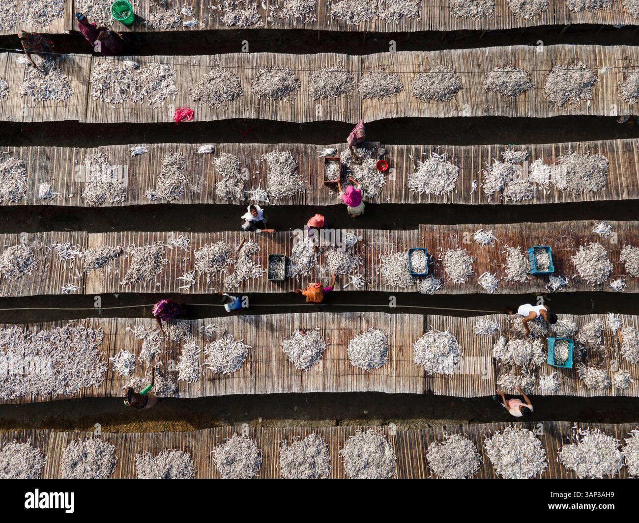 Aerial view of dried fish processing with traditional techniques and ...