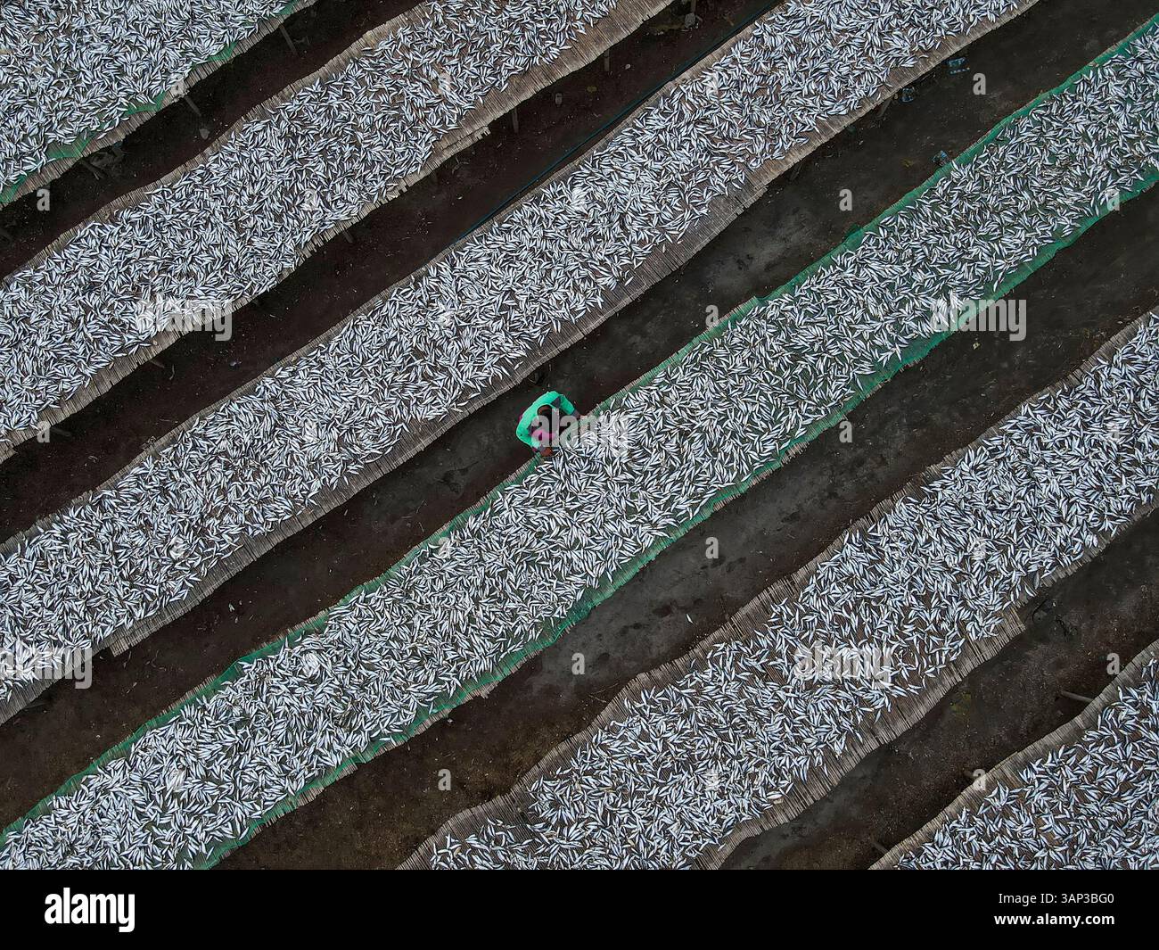 Aerial view of traditional fish processing with drying fish in rows ...