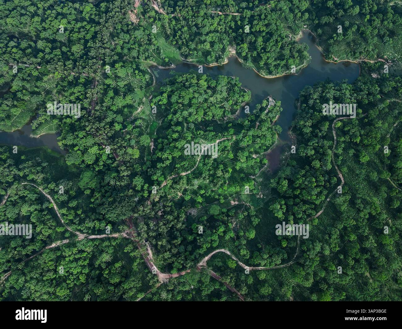 Aerial view of lush green Ramgarh Tea Garden with winding roads and a ...