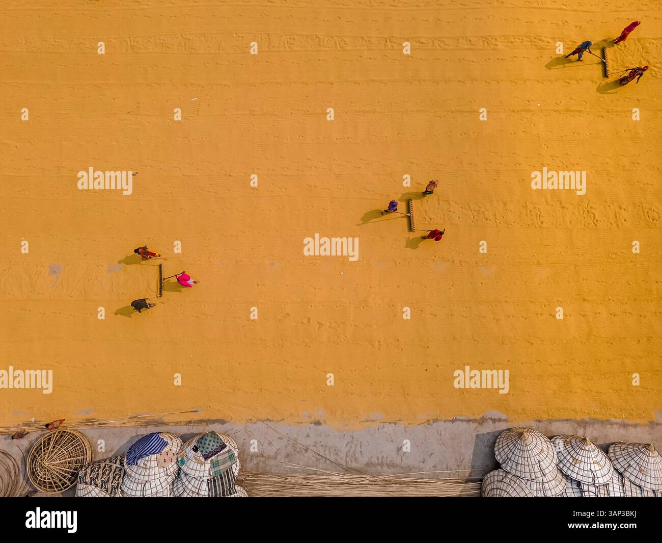 Aerial view of vibrant rice fields and workers harvesting paddy near a ...