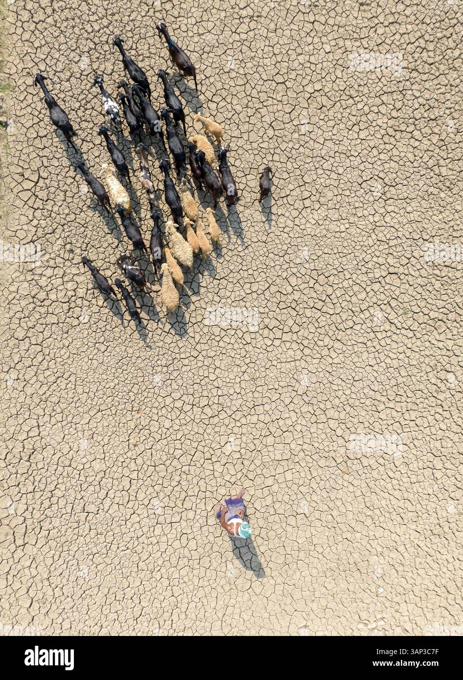 Aerial view of cracked earth with cattle and a farmer in a dry rural ...