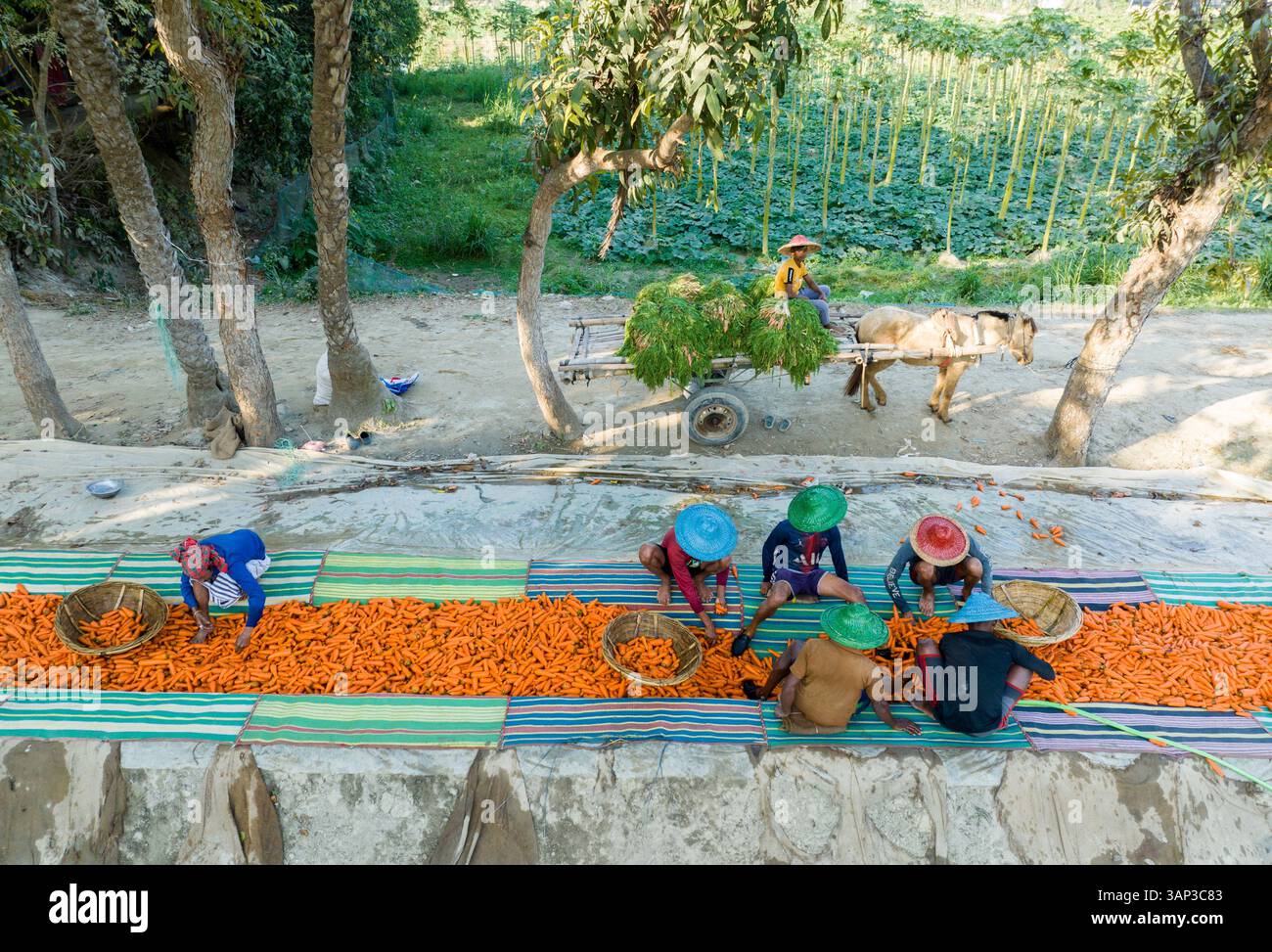 Dhamrai, Bangladesh - 08 February 2025: Aerial view of vibrant rural ...