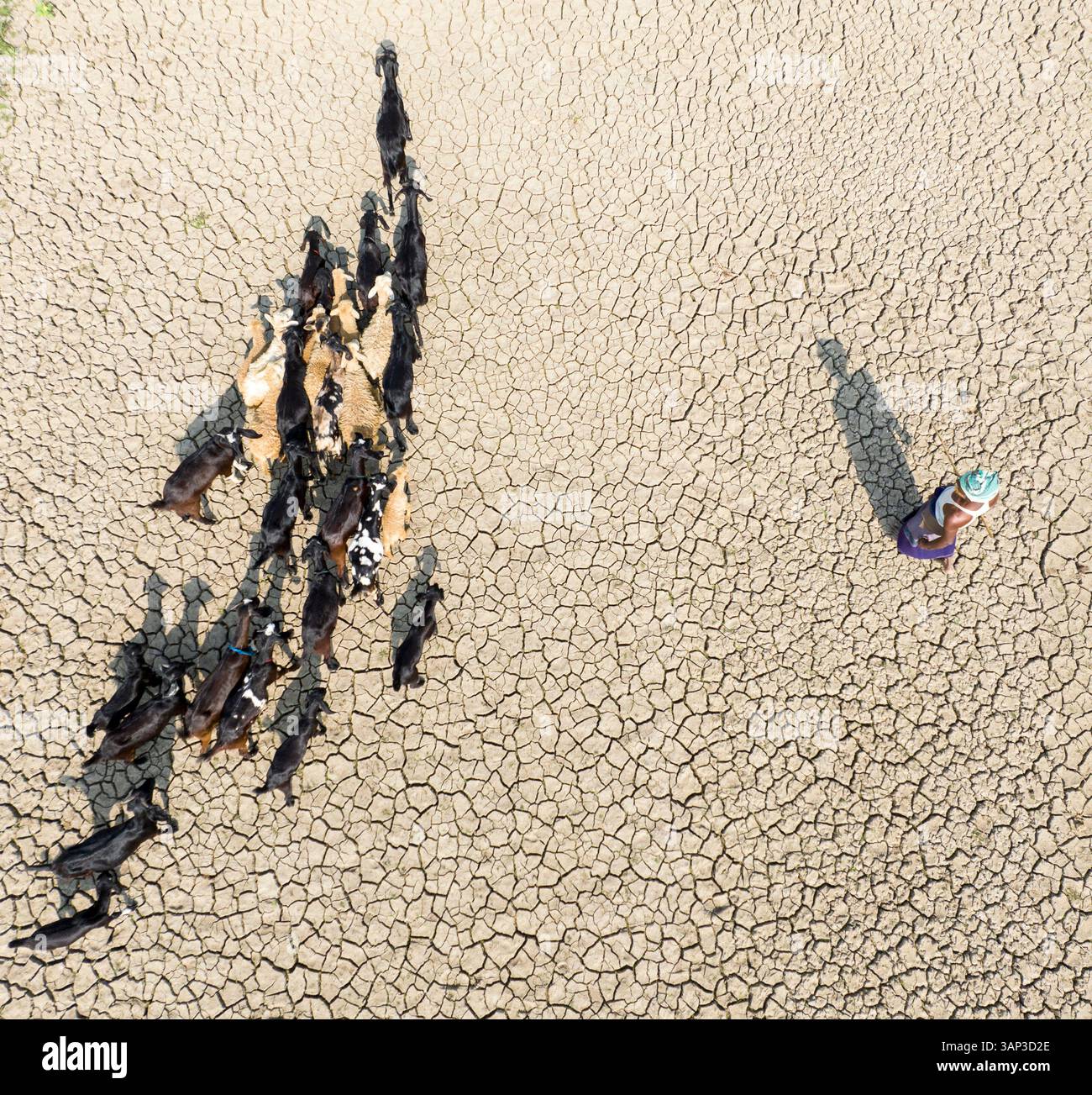 Aerial view of cracked earth with a herd of cattle and a farmer in a ...