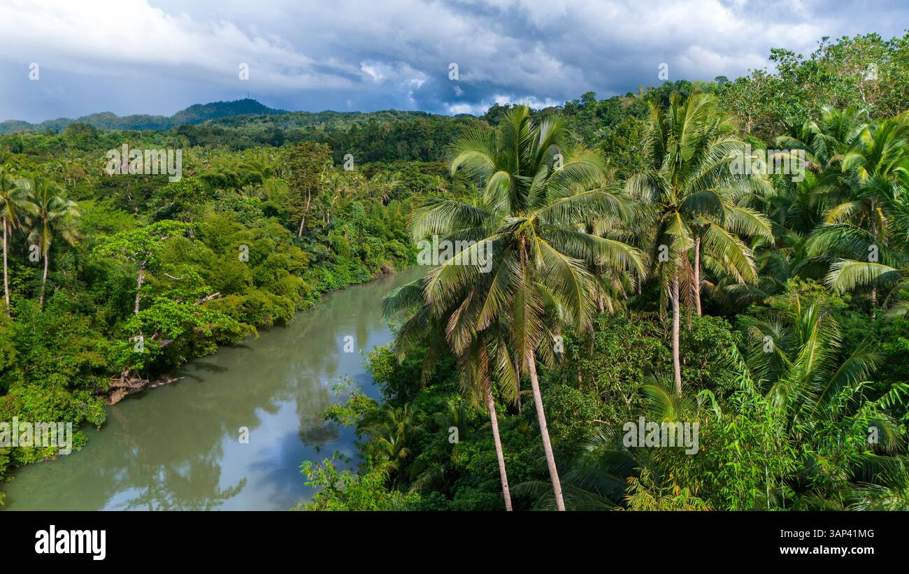Aerial drone view of Loboc River with palm trees on the island of Bohol ...