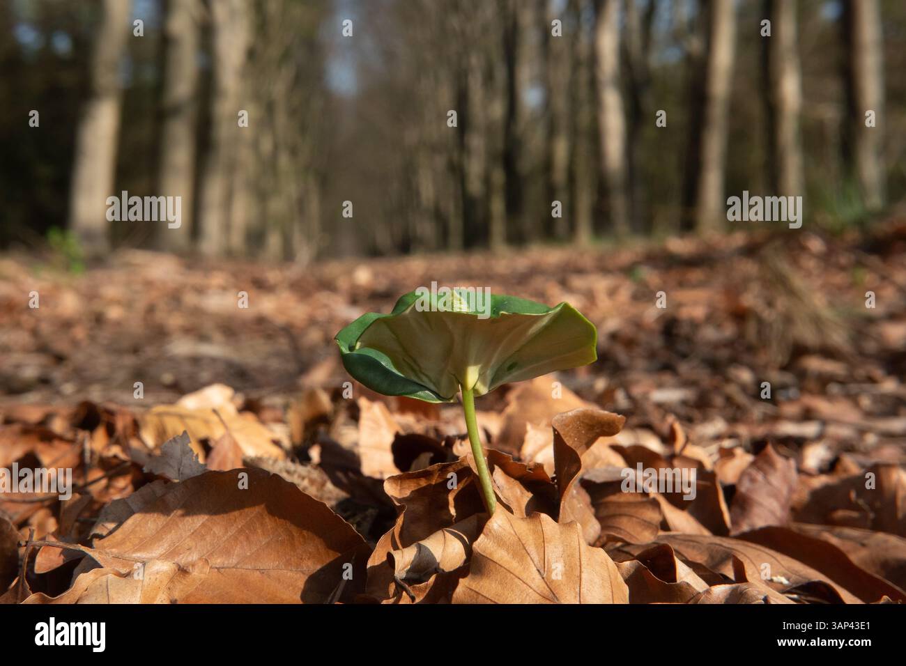 Fresh green seedling of Beech on a path among brown, old, withered ...