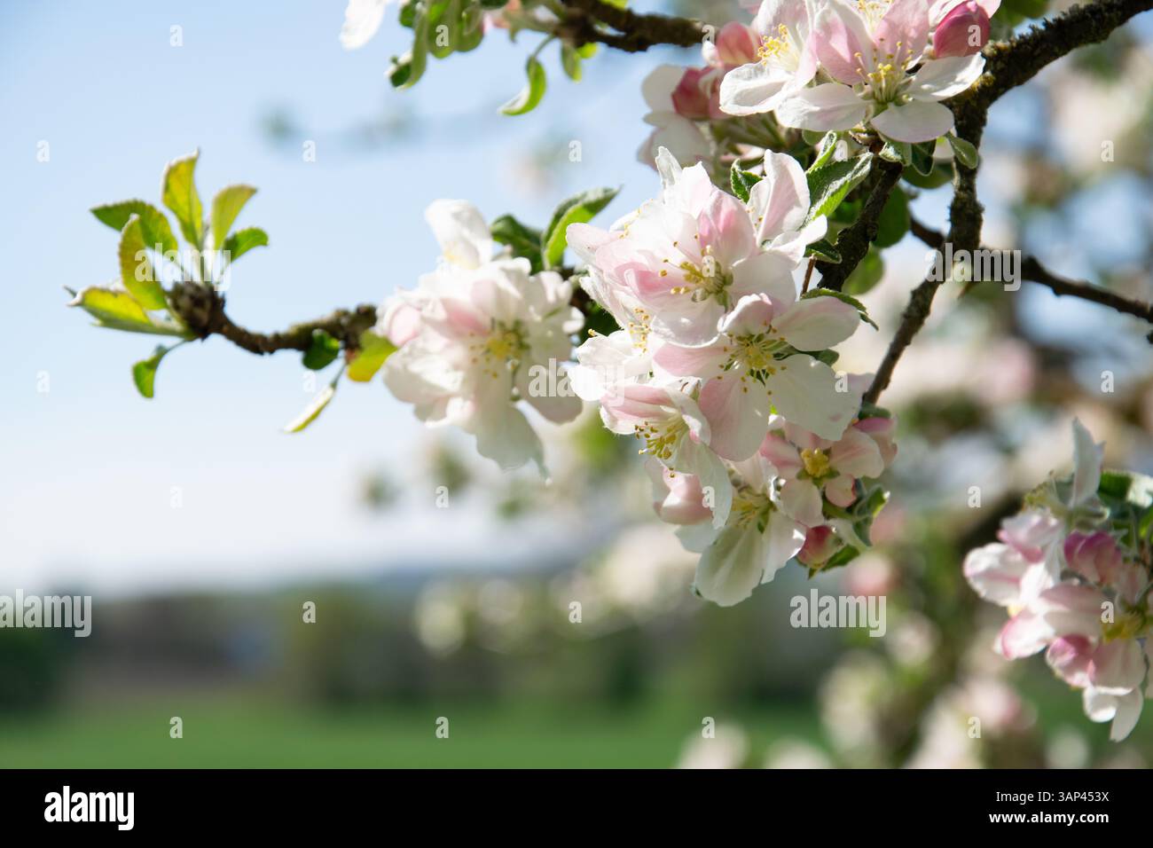 Blossoming fruit tree close up in spring sunshine under blue sky with ...