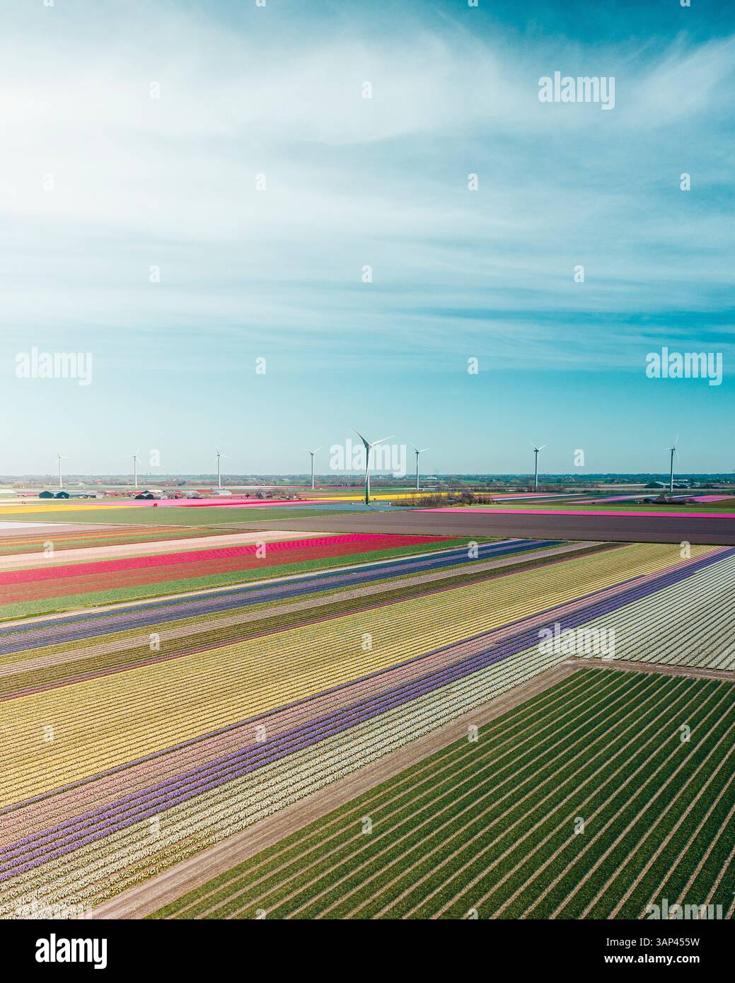 Aerial drone view of colorful tulip fields and windmills, spring in ...