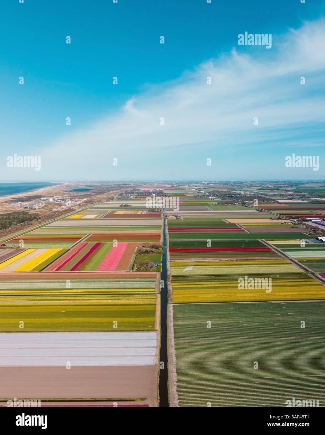Aerial drone view of colorful tulip fields and windmills, spring in ...