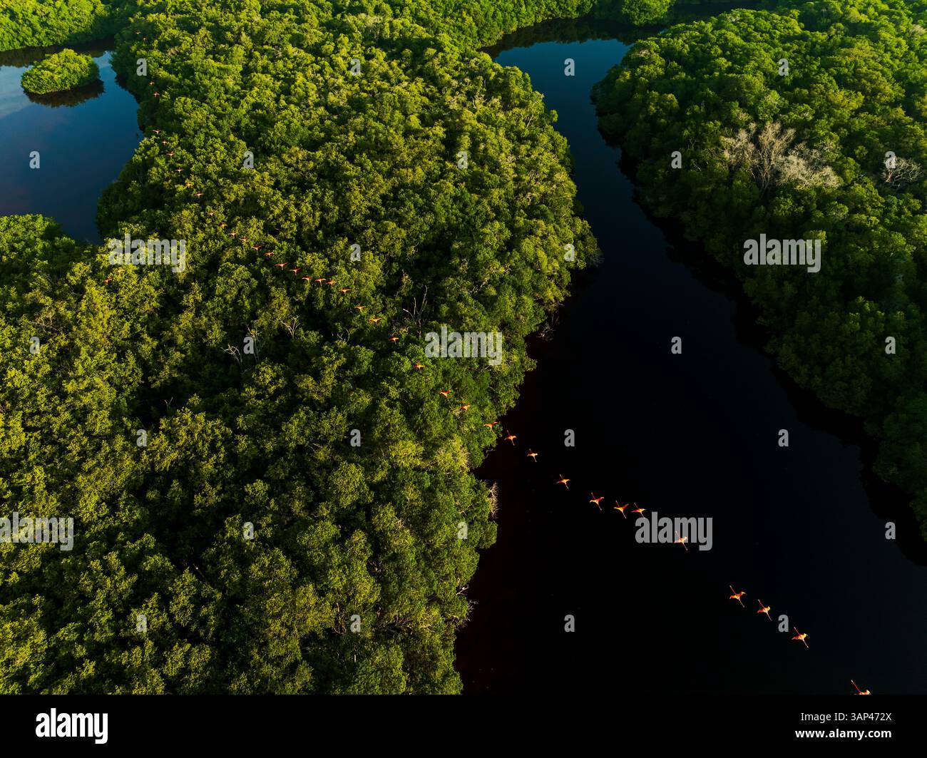 Aerial view of green mangrove forest with flamingos, Celestun, Yucatan ...