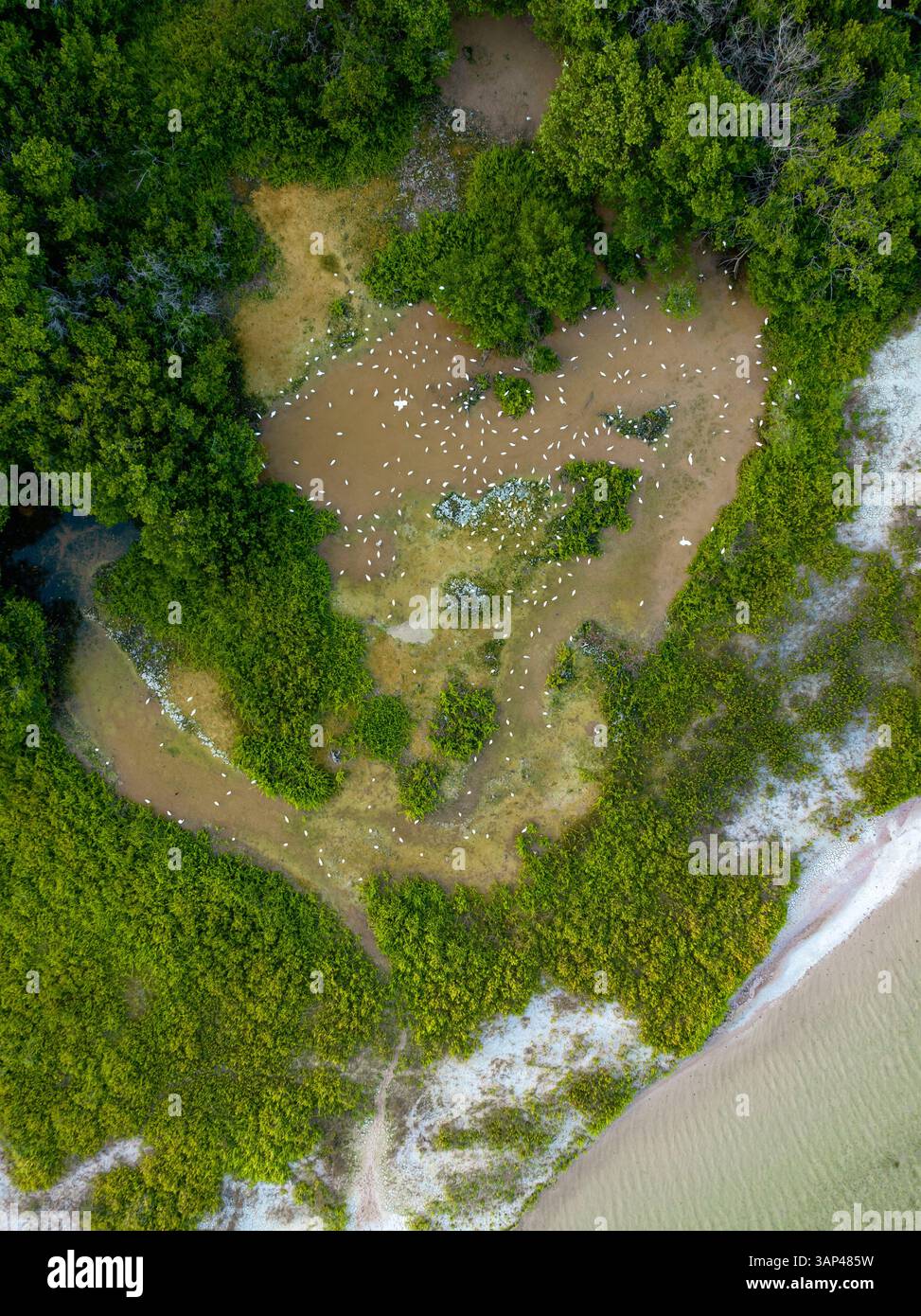 Aerial view of mangrove, Telchac, Yucatan, Mexico Stock Photo - Alamy