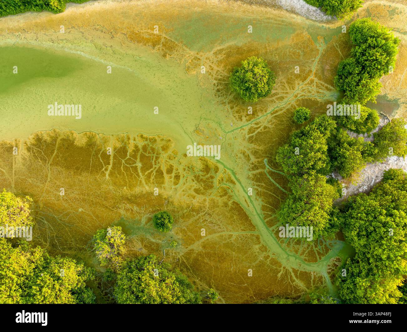 Aerial view of lush green mangrove coast, Progreso, Yucatan, Mexico ...