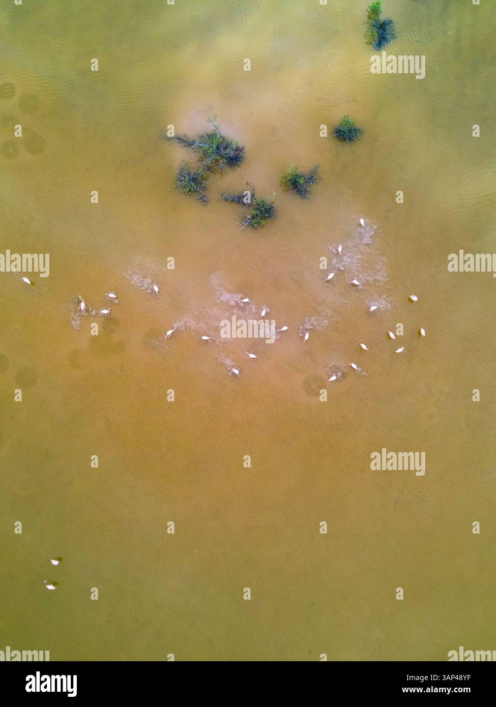 Aerial view of a group of flamingos in a wetland, Progreso, Yucatan ...
