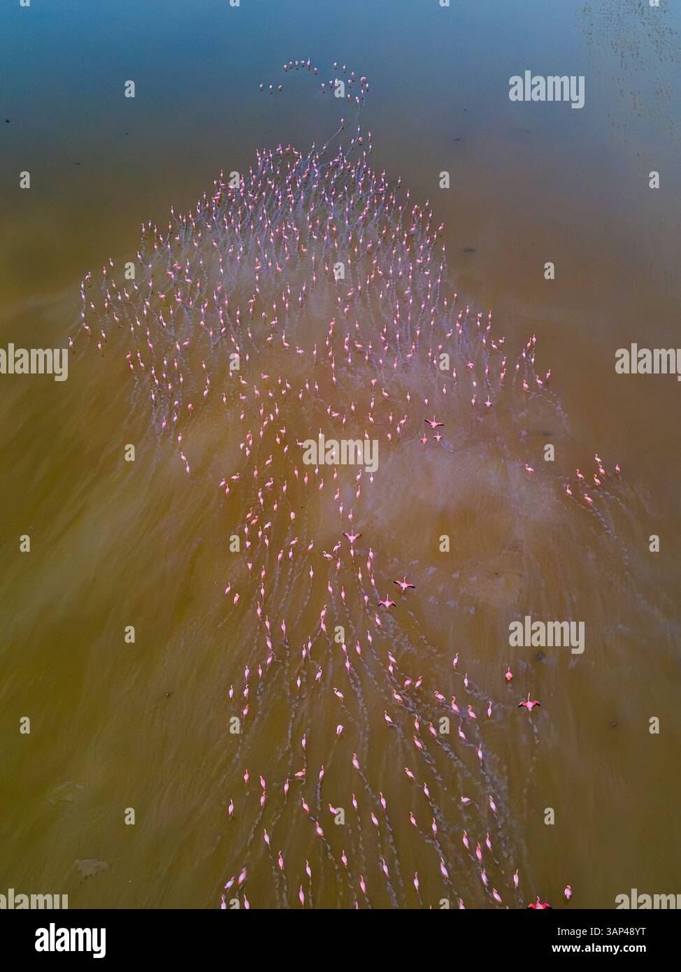 Aerial view of a group of flamingos flying at Progreso, Yucatan, Mexico ...