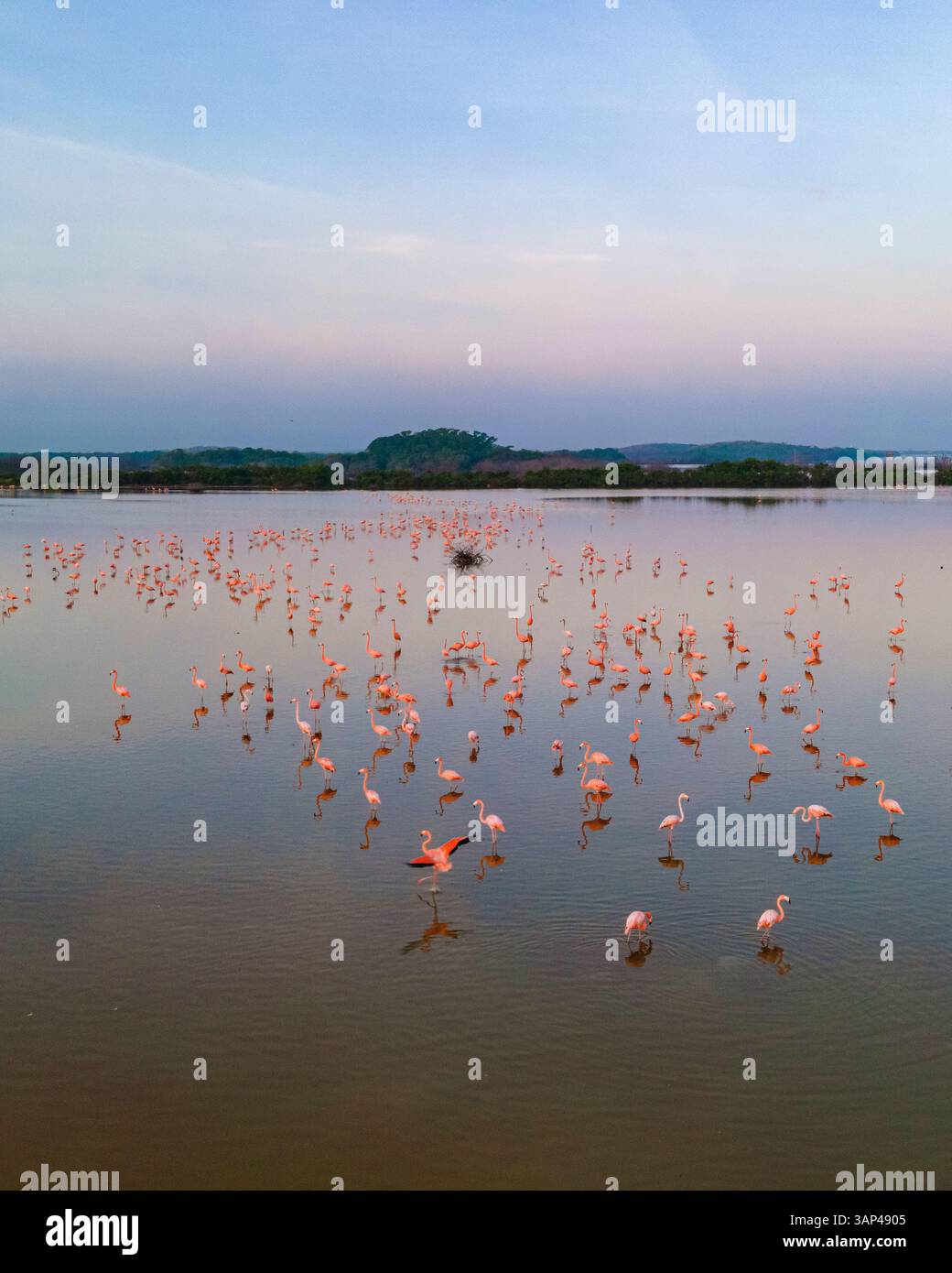 Pink flamingos at sunset hi-res stock photography and images - Alamy