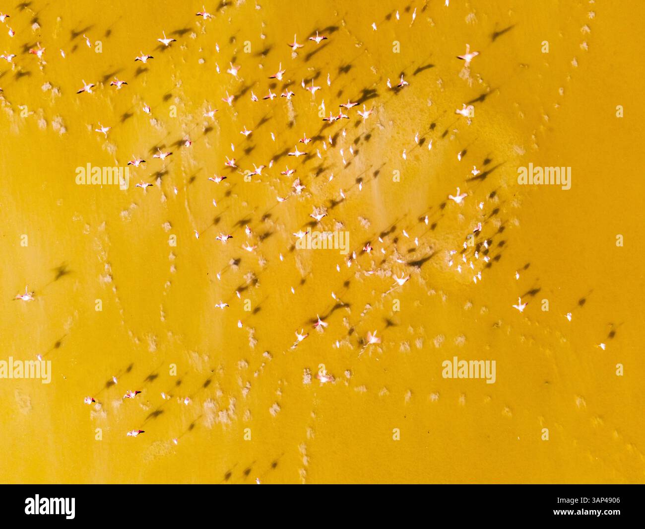 Aerial view of a group of flamingos in a wetland, Progreso, Yucatan ...