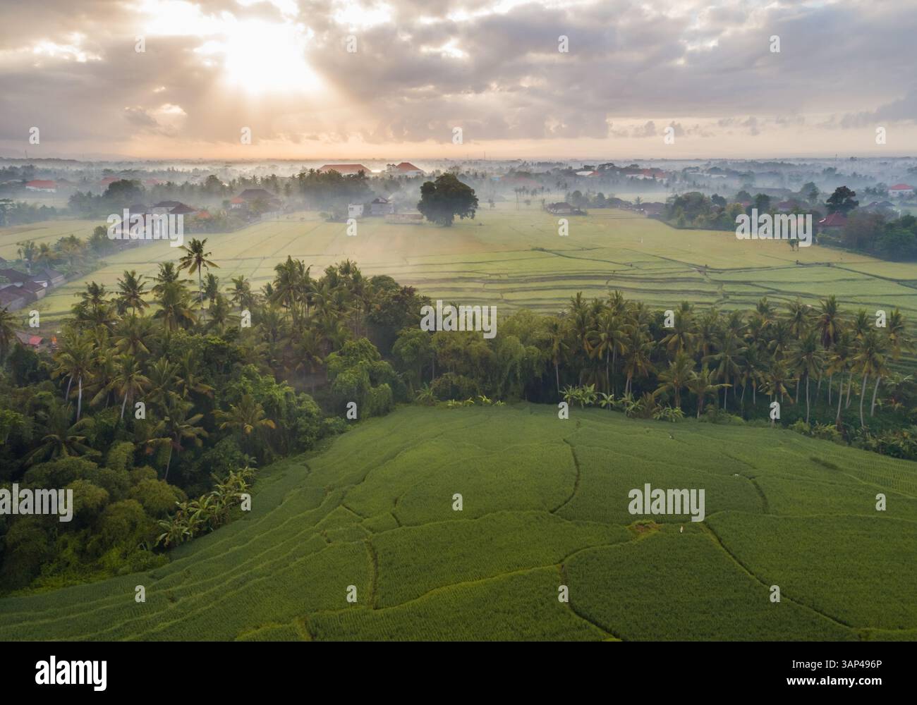 Aerial panoramic view of rice fields in Ubud, Bali Stock Photo - Alamy